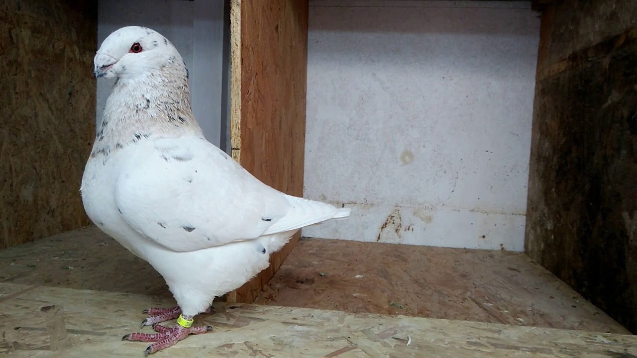 American Giant Homer ( 1-0 ) 30.01.2018 - YouTube