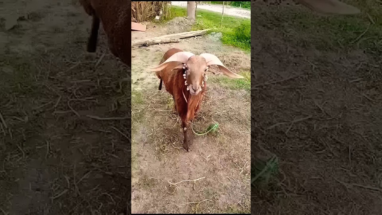 SHEEP FARMING KUREBHANA BALANGIR IN ODISHA || 0 TEETH SHEEP 🐏🐏🐏 ...