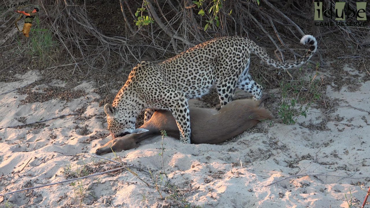 Xikavi Female Leopard Drags A Freshly Caught Bushbuck - YouTube