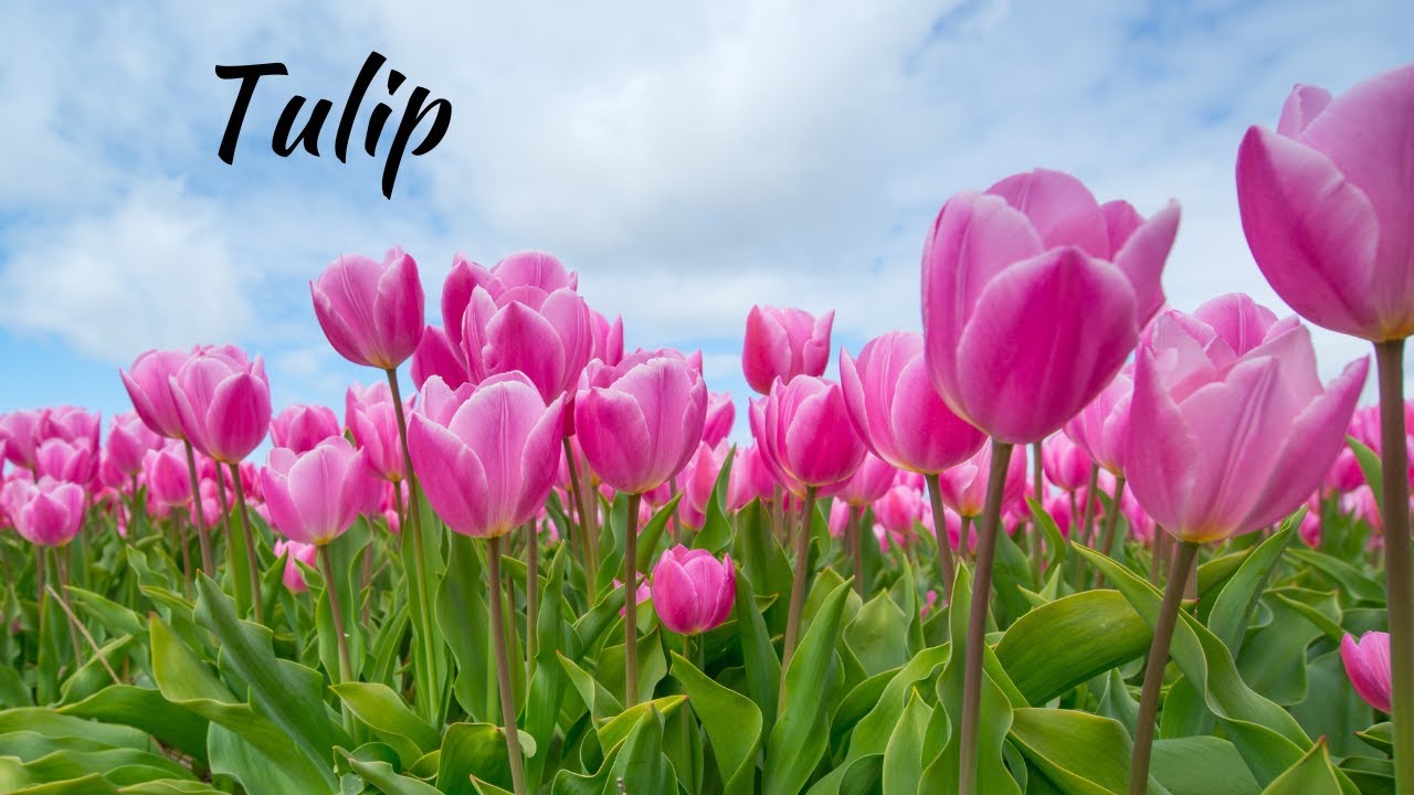 The Tulip: A Timeless Emblem of Beauty and Elegance - YouTube