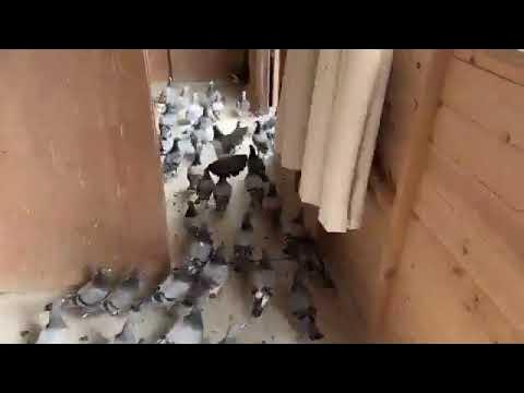 Gary Tomlinson from Who Dares Wins Race - 8th April 2023, pigeons completed quarantine Another ...