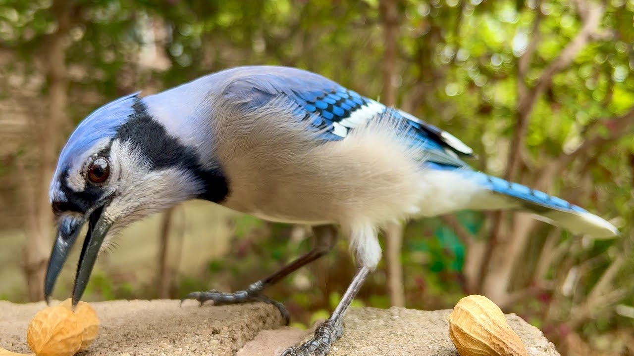 Blue Jays Love Peanuts - YouTube