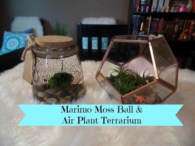 Marimo Terrarium Diy
