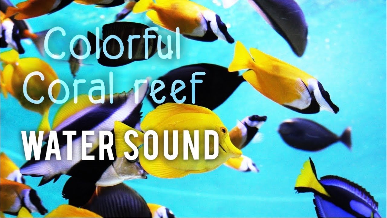 🍀THE BRIGHTLY COLORED CORAL REEFS AND WATER SOUND - YouTube