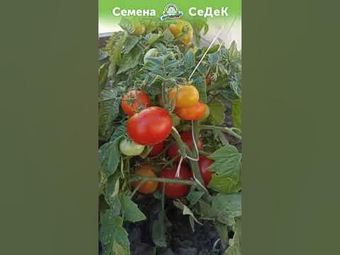 Томат ультраскороспелый, созревает как вспышка! - YouTube
