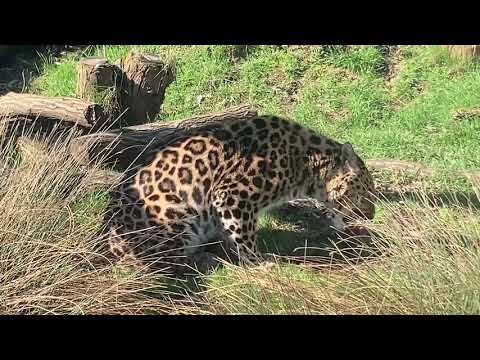🔴The Big Cat Sanctuary LIVE: Amur Leopards!