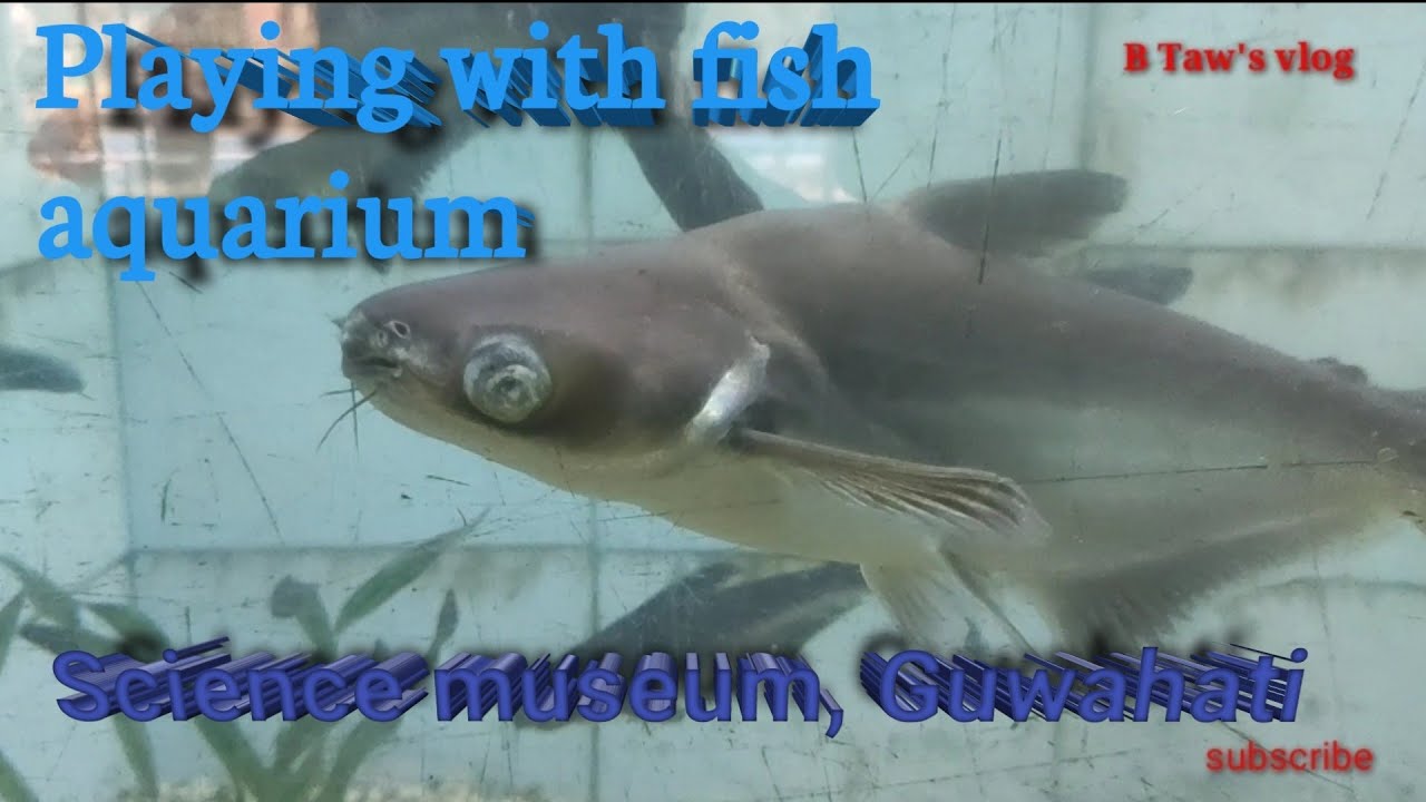 Playing with fish aquarium at science museum, Guwahati - YouTube