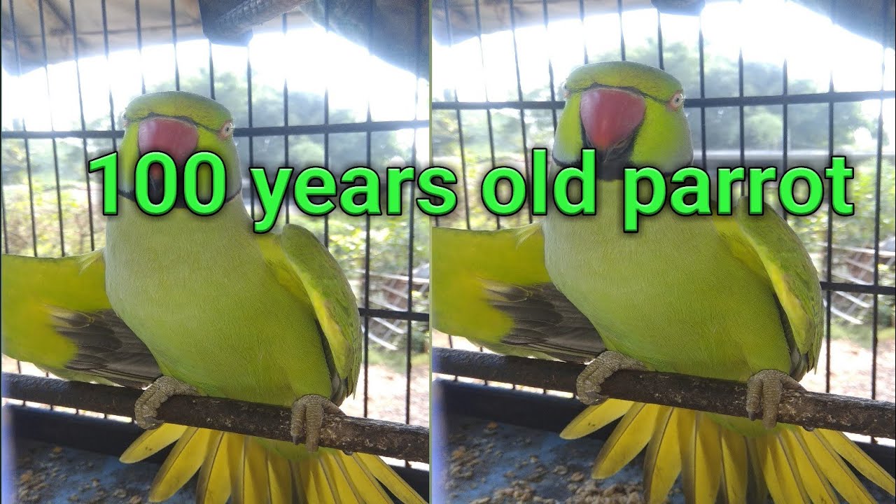 100 years old parrot at home - YouTube