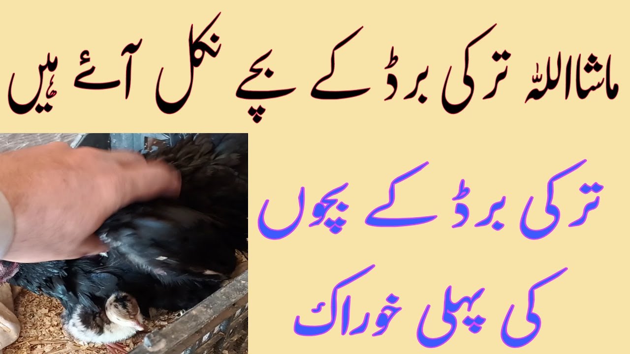 turkey Bird K Bachy Nekal Aay Hain ! Shatar Murgh ! Pehli Khurak ...