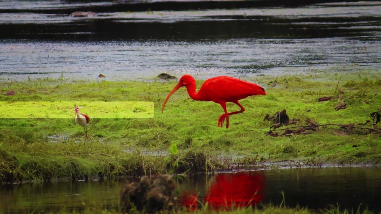 Morichales de Colombia - YouTube