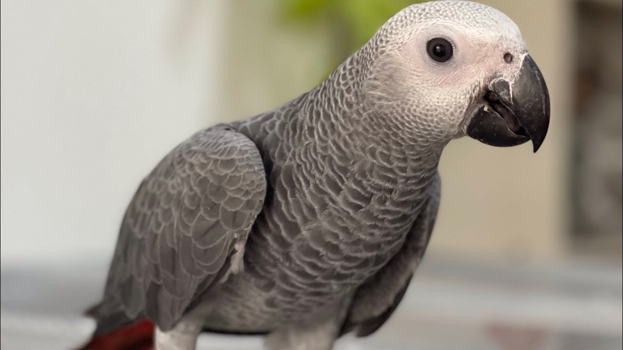 Bibi Grey Parrot can speak “Hello” on 110days old - YouTube