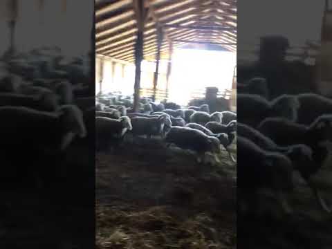 Satilik merinos koyun gebe