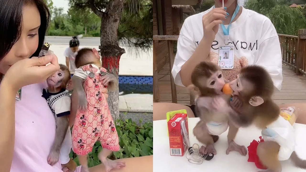 Yoyo monkey mix family |Yoyo Monkey Family Yoyo monkey EP39 - YouTube