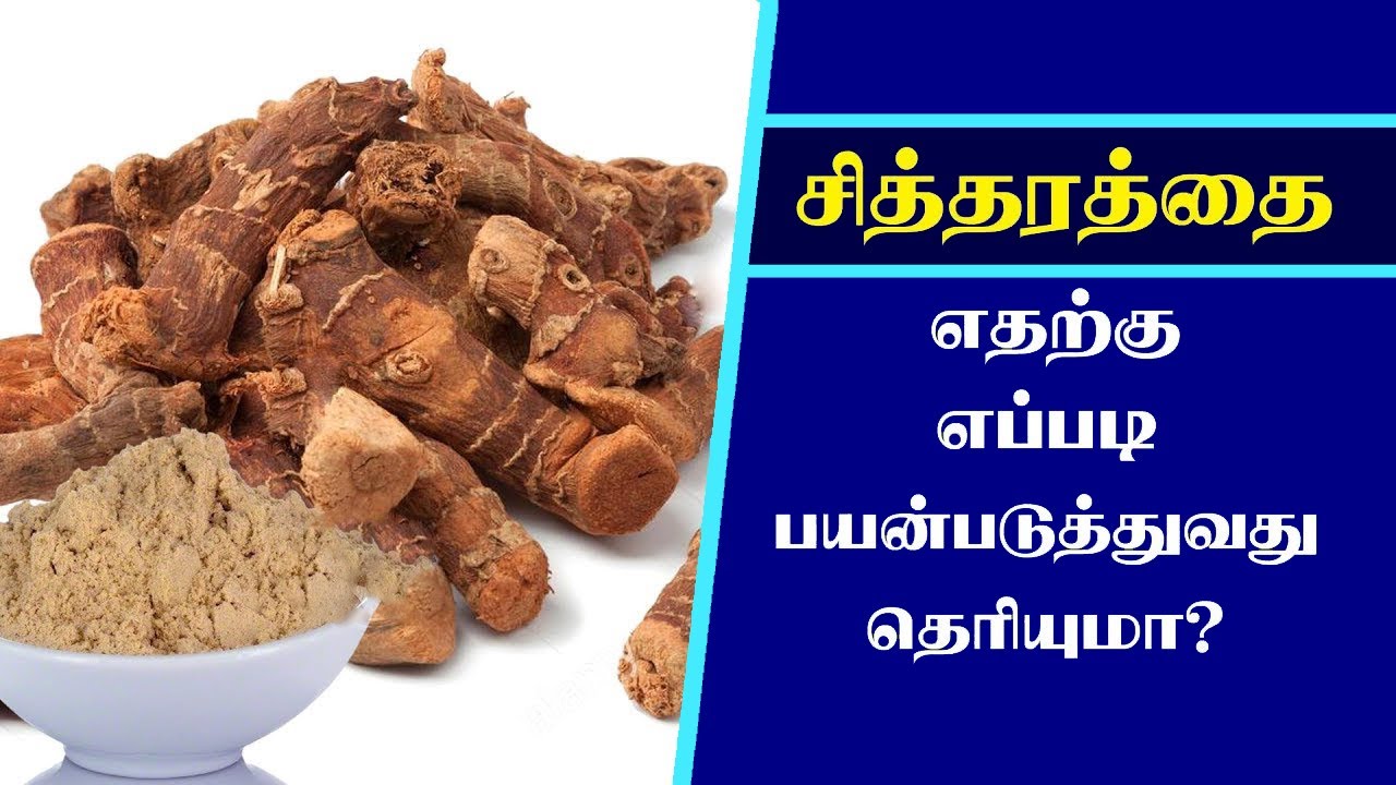 சித்தரத்தை எப்படி பயன்படுத்தணும் தெரியுமா sitharathai benefits | Health ...