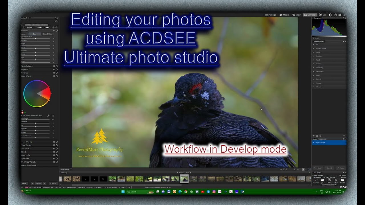 Editing your wildlife photos in AcDsee | My work flow and starting point - YouTube