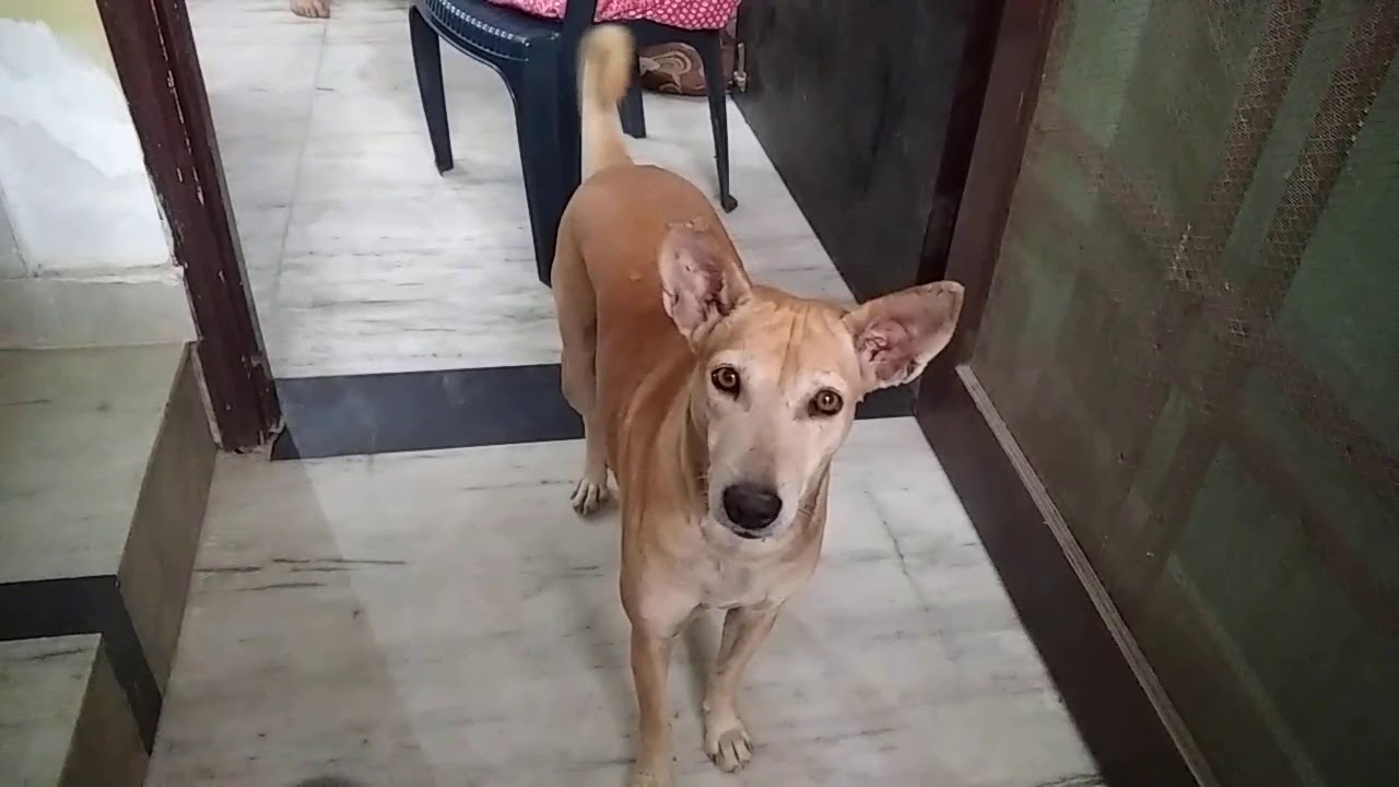 pl. Help and feed street dogs - YouTube