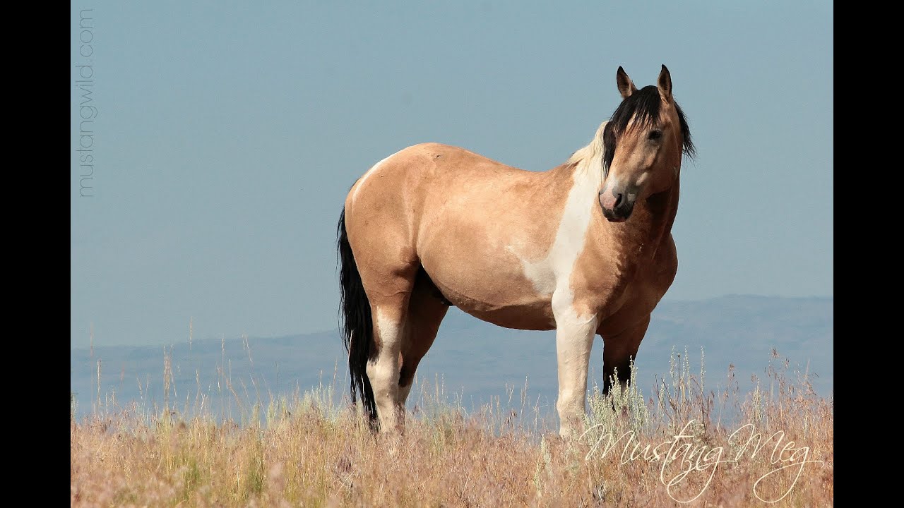 Wild Mustangs of SE Oregon July 2015 - YouTube