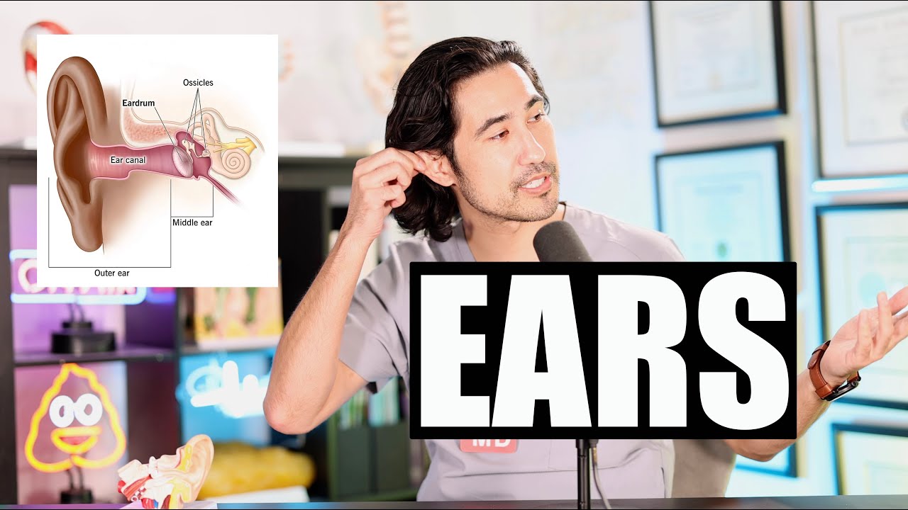 Your Ear Has Three Sections! #Doctor #Ears #Eardrum - YouTube