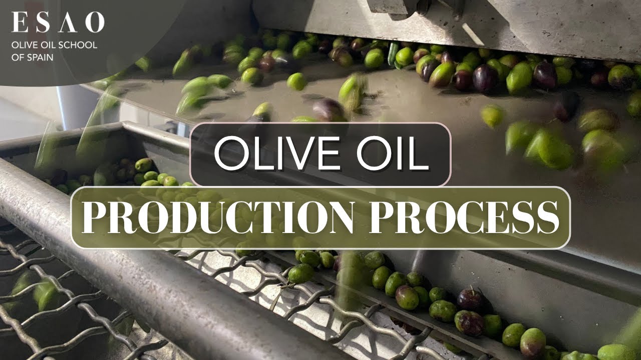 Olive Oil Production Process | ESAO | Olive Oil Consultant ...