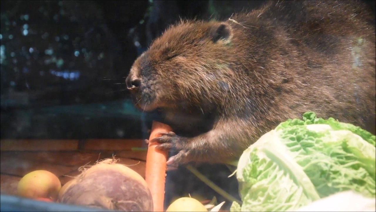 Wuppertaler Zoo - Dicker Bieber - YouTube