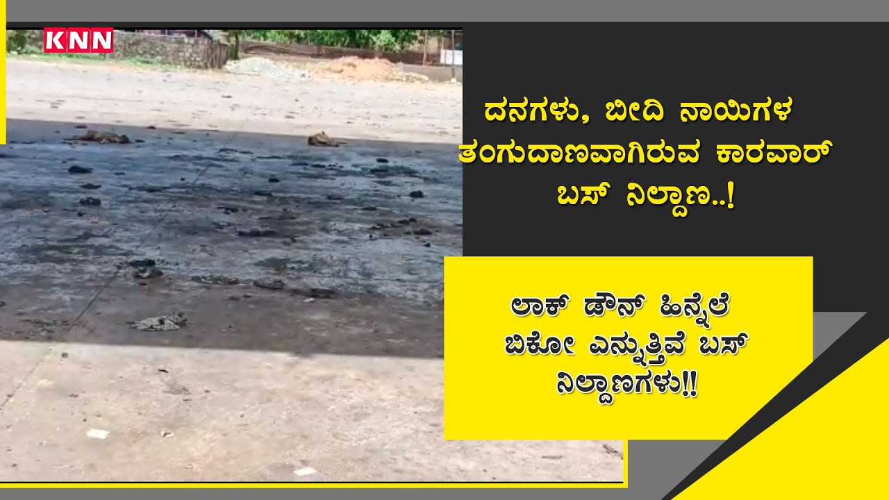 Bus Stand Have Become Shelter To Animal's As No Busses Running at ...