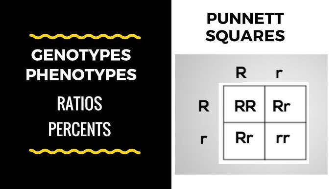 Monohybrid Punnett Square