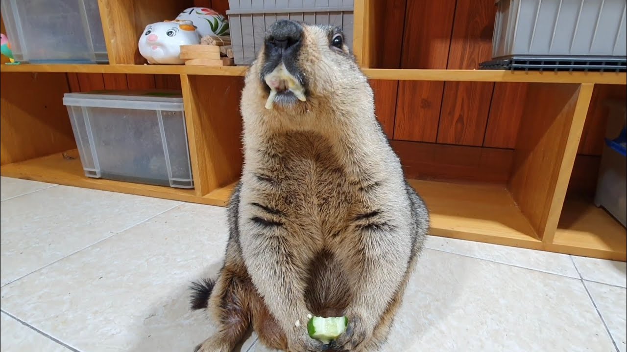 marmot produces a lot of foam in the mouth when chewing - YouTube
