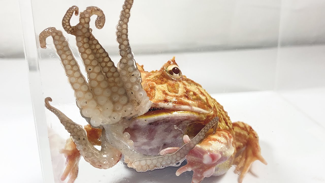 Frog eating octopus - YouTube