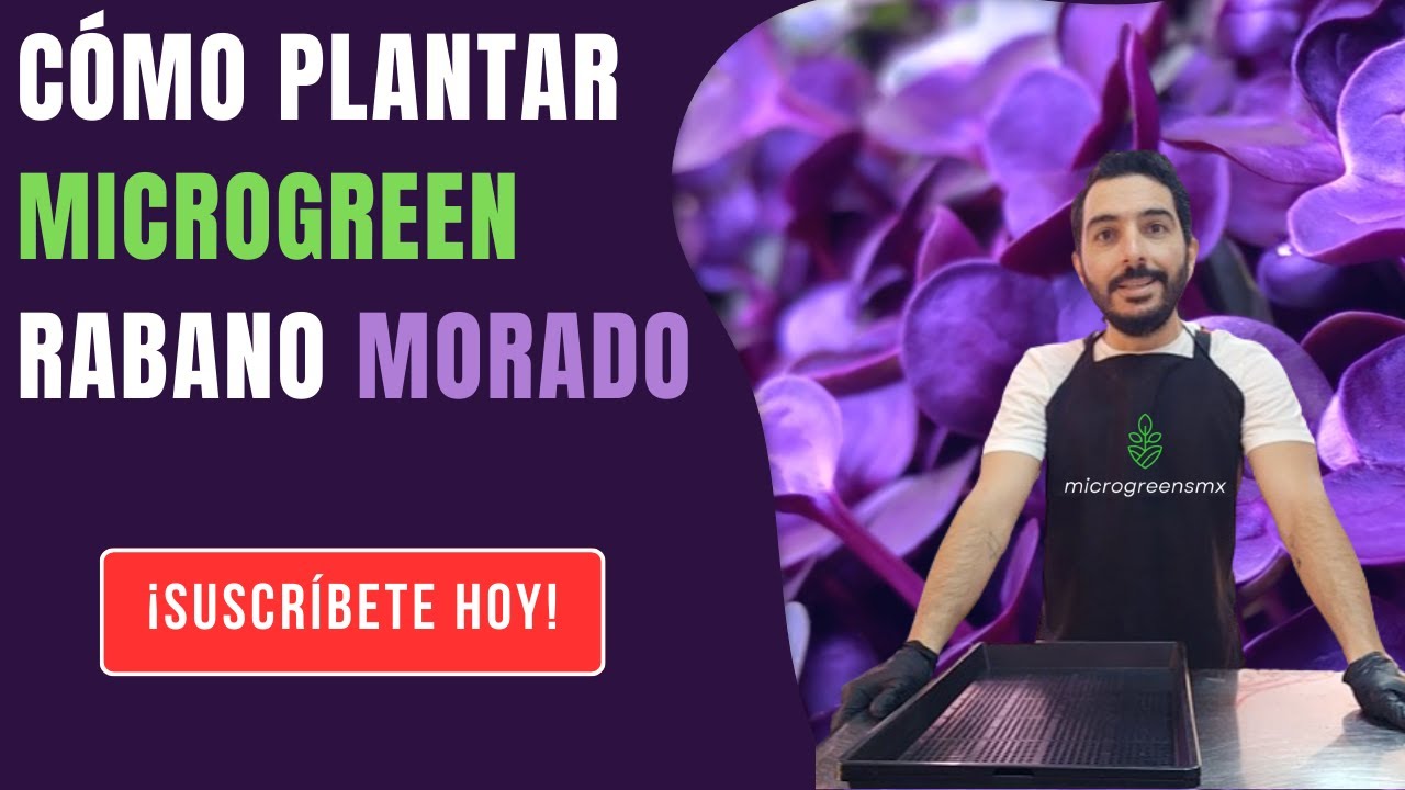 Cómo plantar microgreen rábano morado - YouTube