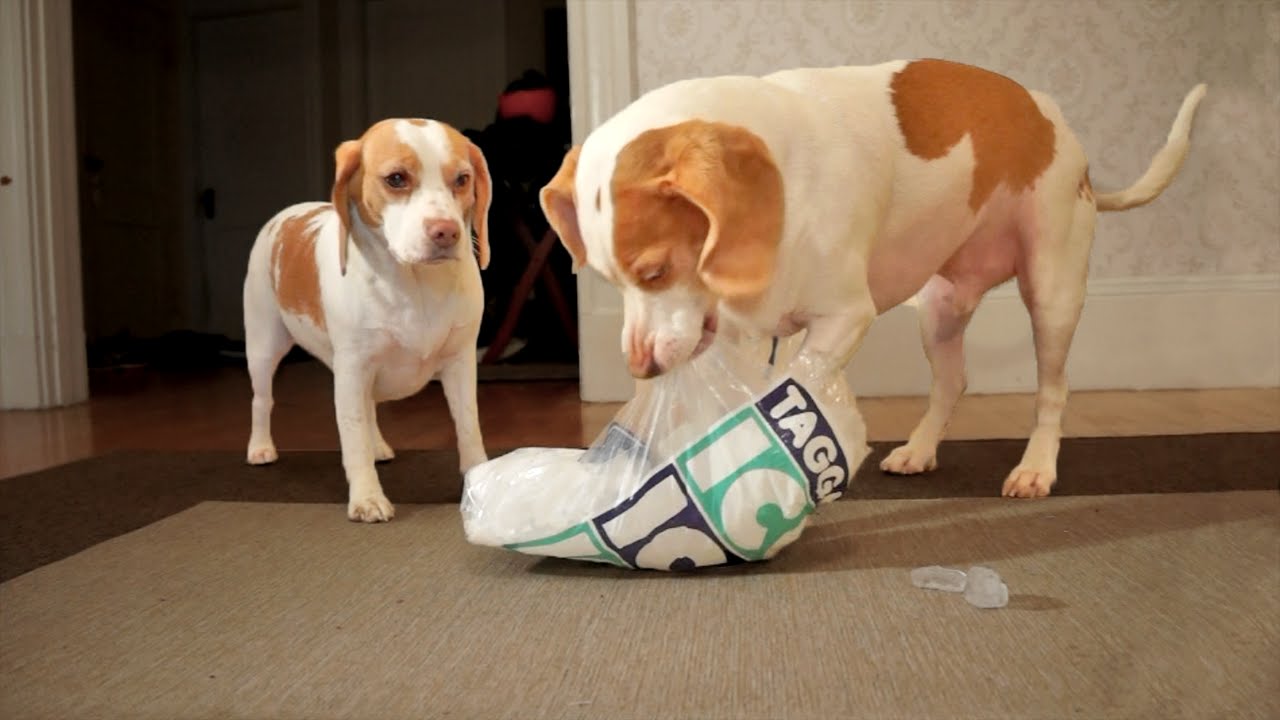 Dog Goes Crazy for Bag of Ice: Cute Dog Maymo - YouTube