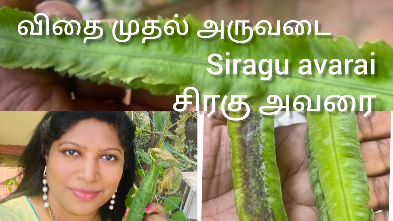 How to grow siragu Avarai/from seeds to harvest/fertilizer/rare variety ...