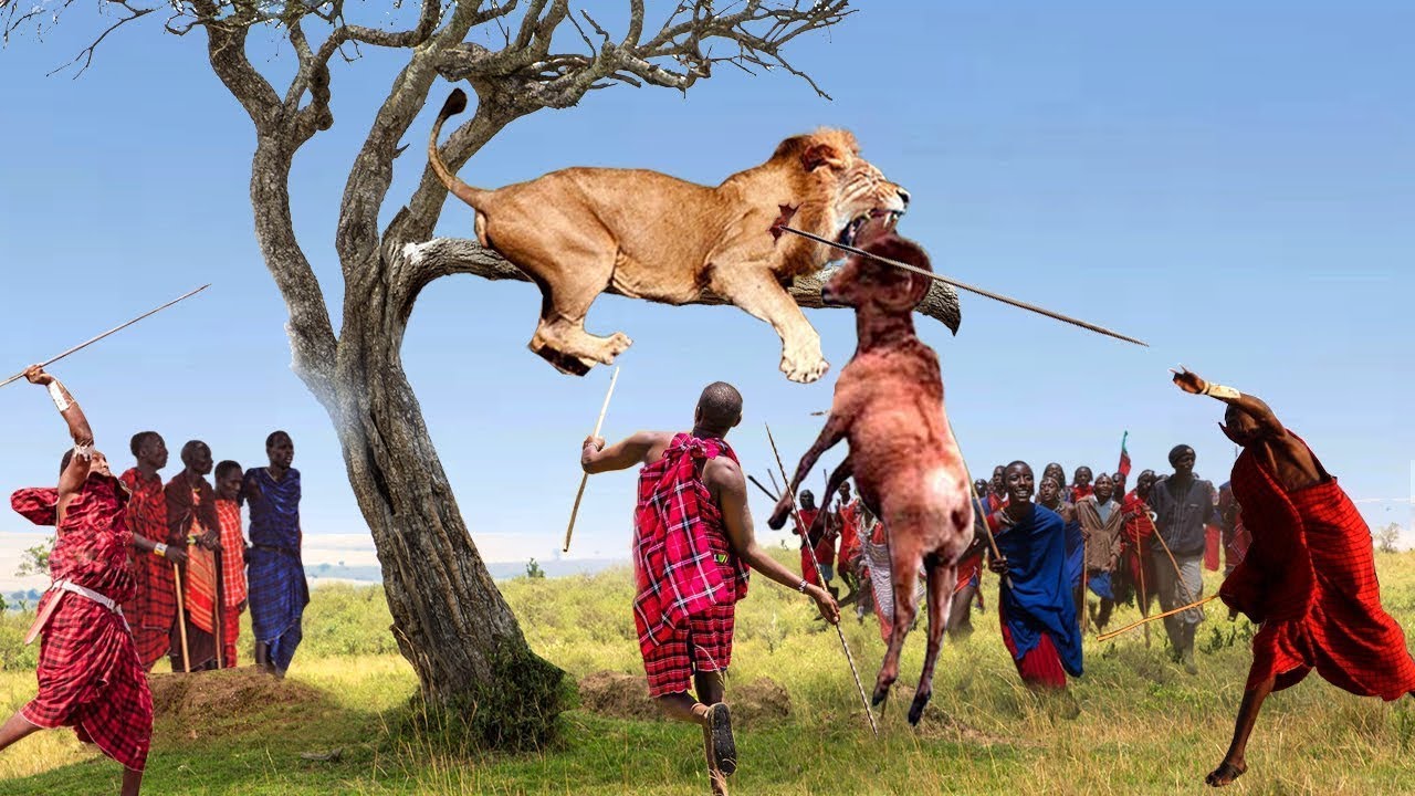 Unbelievable! Lion Hunting Kudu Pregnant| Brave Maasai People Take Up ...