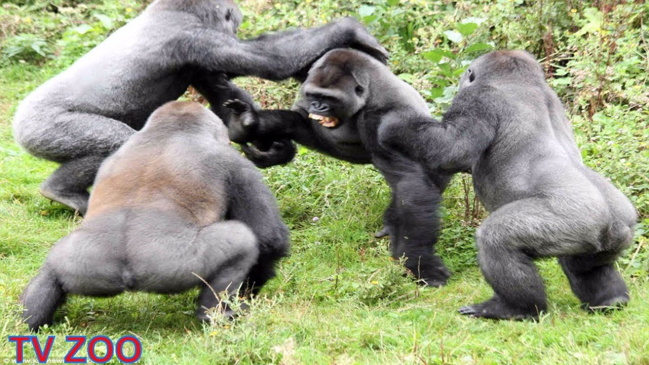 When Zoo Animals Attack Compilation Part 2 - YouTube