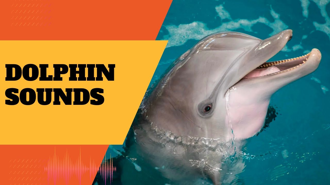 Dolphin sound - YouTube