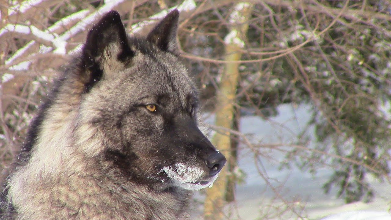 WC Video - 17 February 2014 - Wolf Watch - YouTube