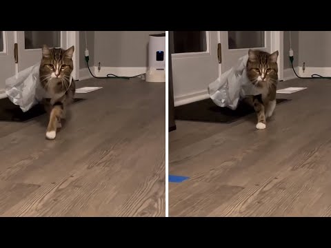 Diva cat literally shows off her catwalk #shorts