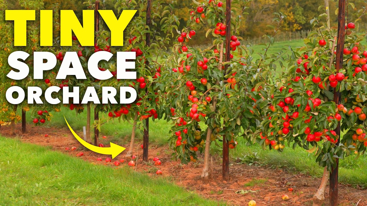 How to Grow Your Own Micro-Orchard - DIY Channel