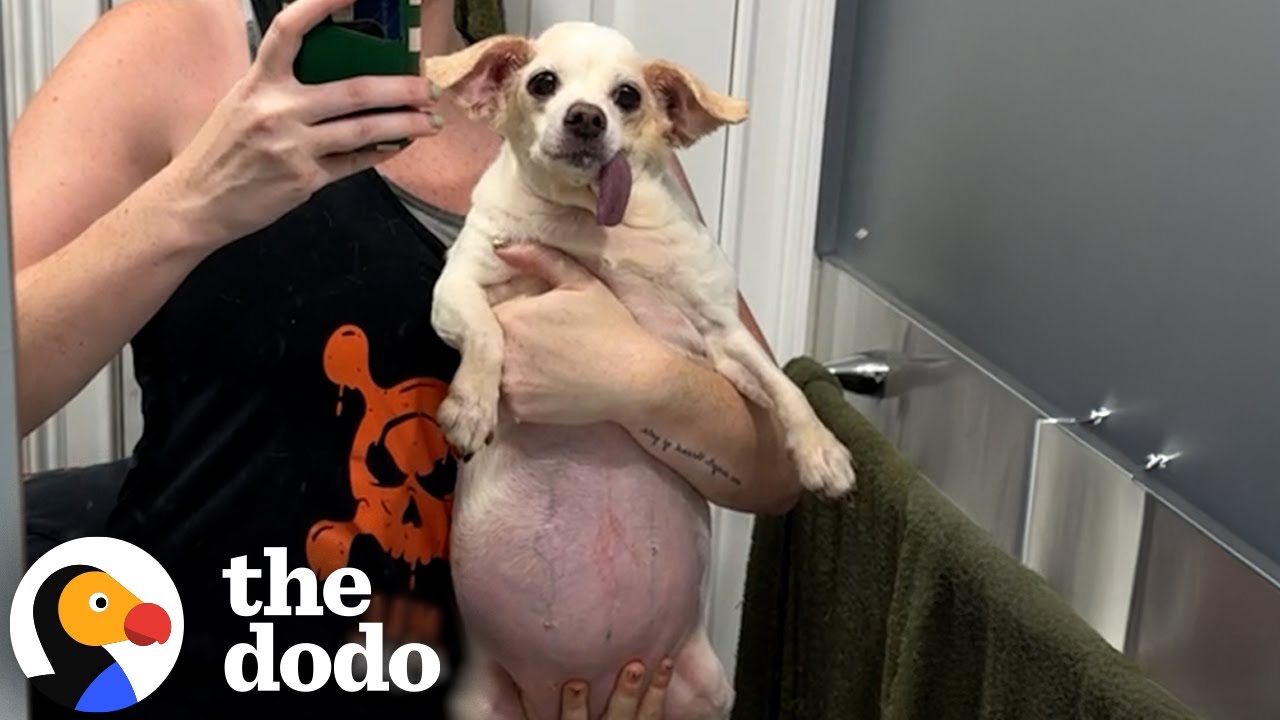 Overweight Senior Dog Becomes Obsessed With Toys | The Dodo - YouTube