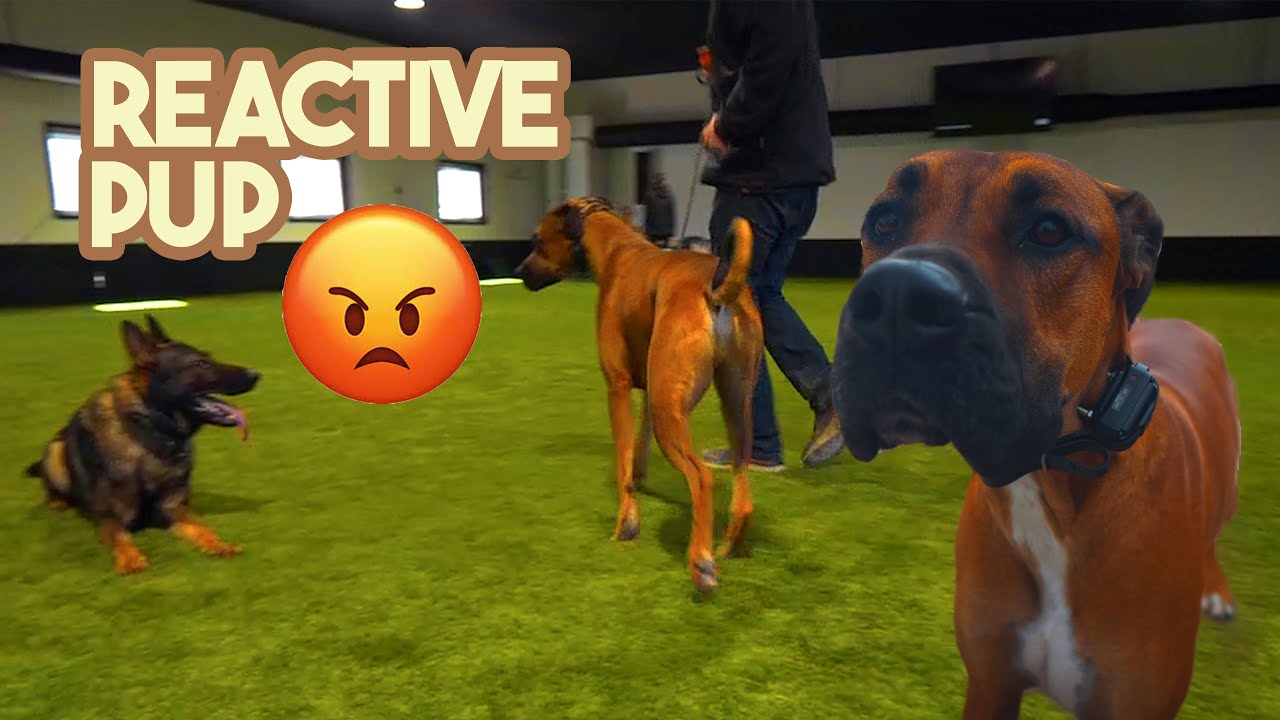 Meet the GM of Shield K9 - How we train fearful dogs - YouTube