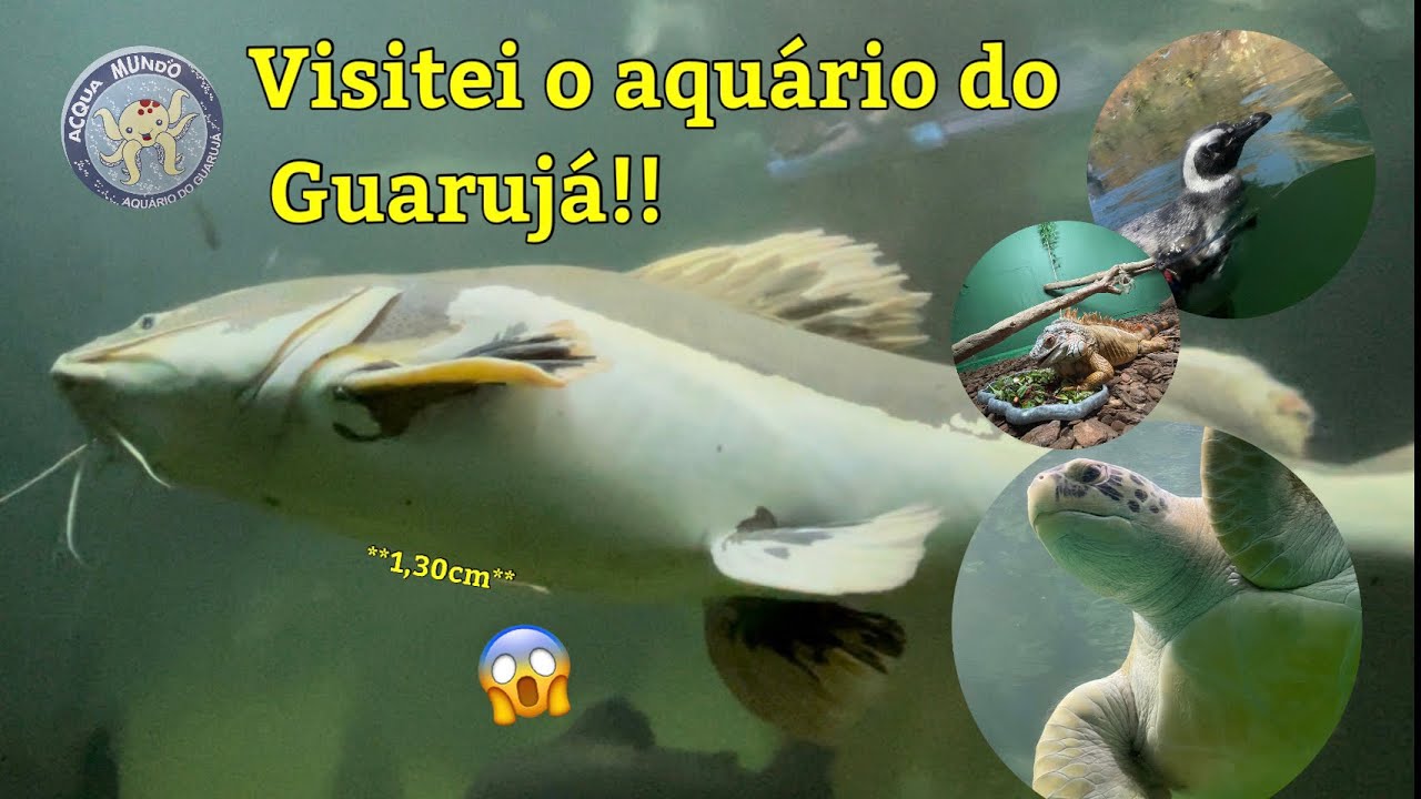CONHEÇA O ACQUA MUNDO!! (Aquário do Guarujá) - YouTube