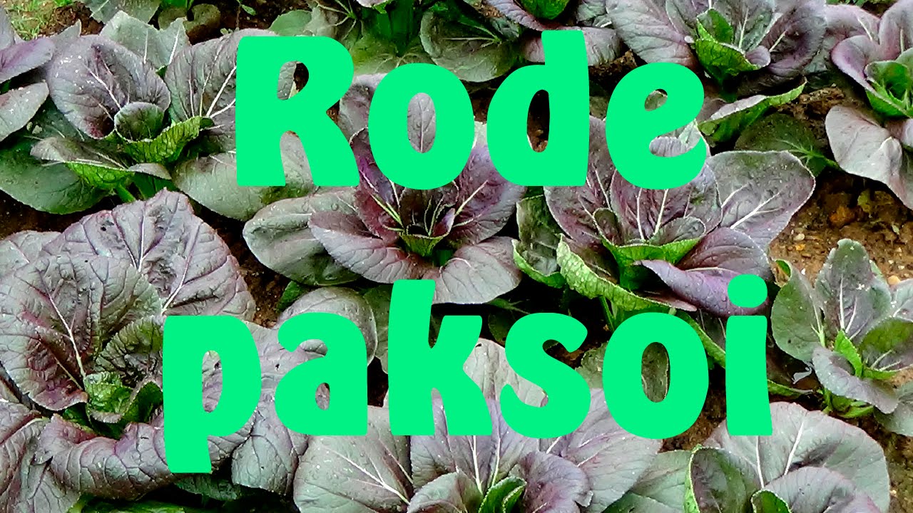 Paksoi, rode paksoi kweken - YouTube