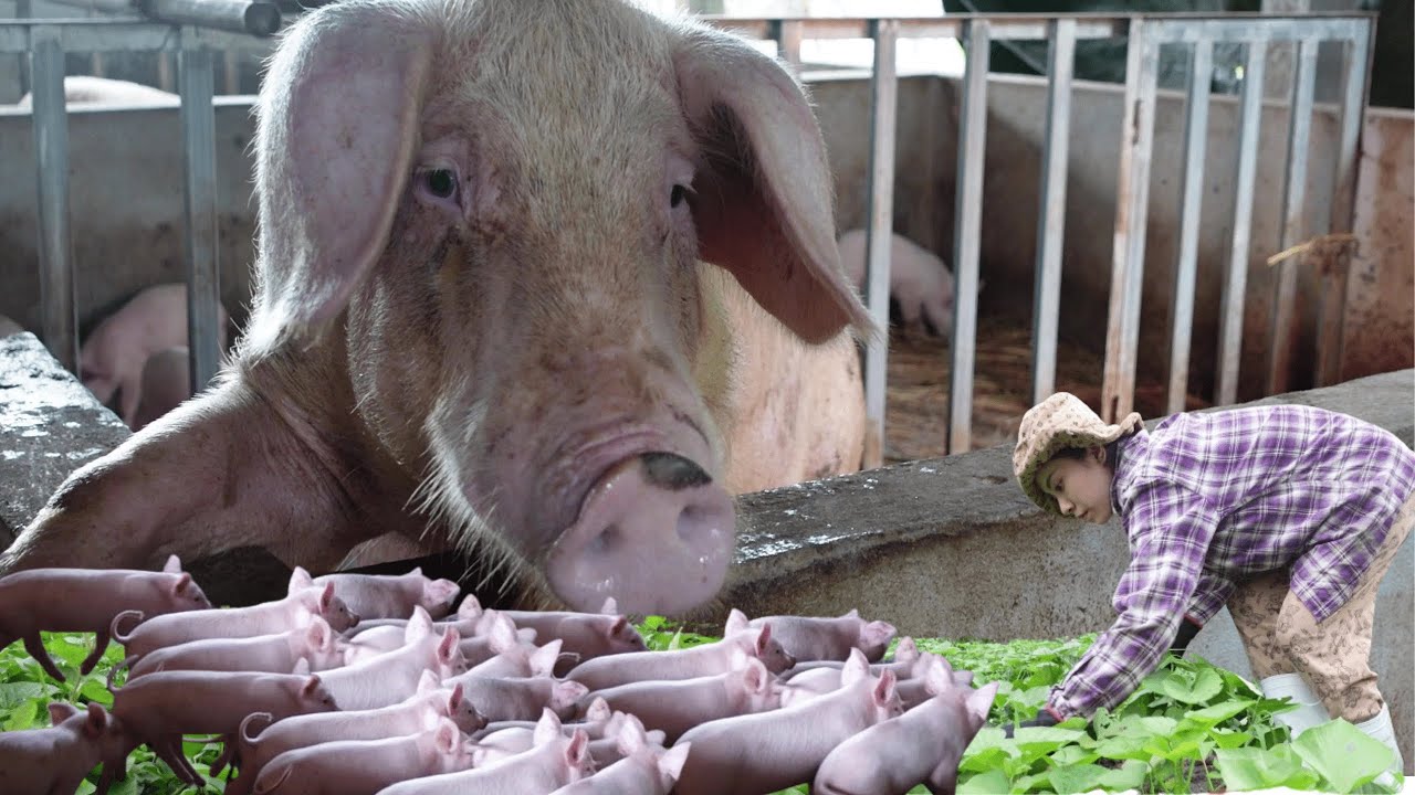 Pig Farming for Beginners: Low-Cost Tips to Start Raising Pigs - YouTube