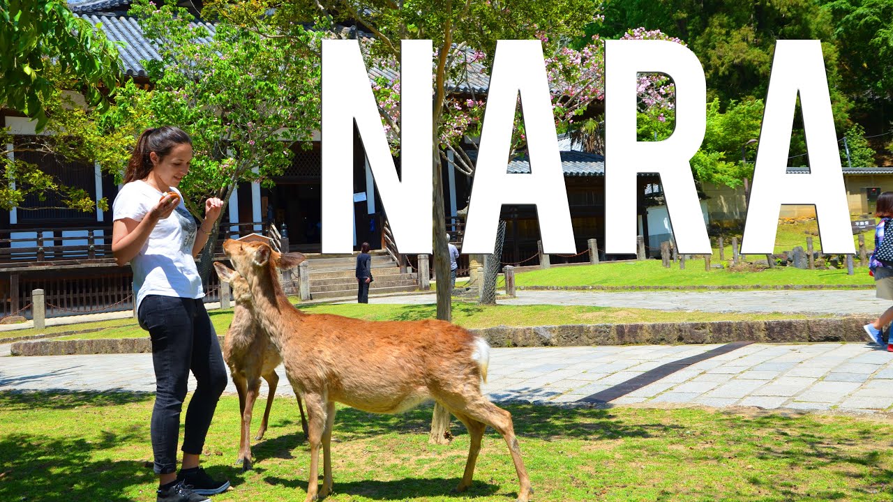 Nara, la ville aux daims | VLOG JAPON - YouTube