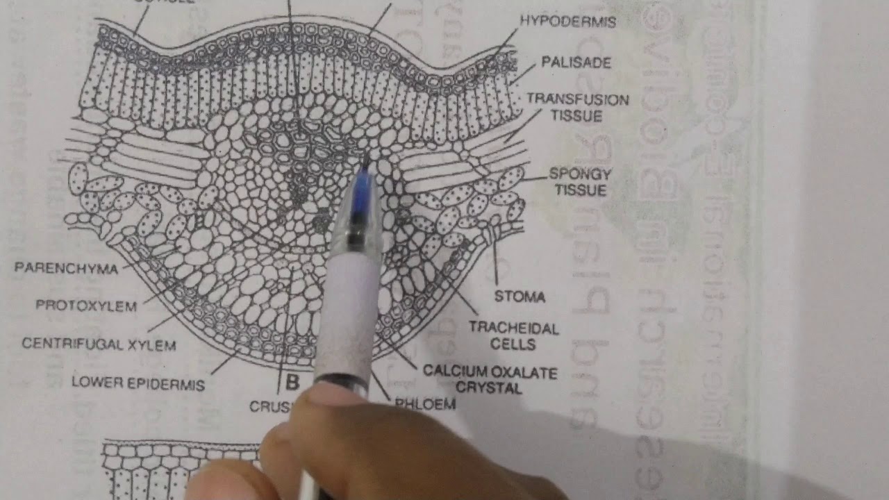 leaflet of Cycas Anatomy And Xerophytic characters, For B.Sc students ...