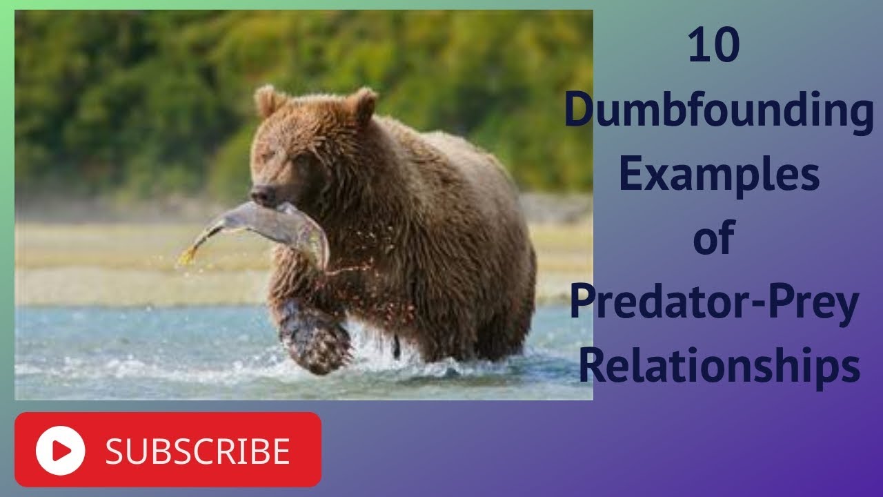 10 Dumbfounding Examples of Predator Prey Relationships - YouTube