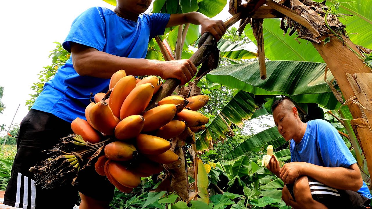 Amazing Fruit collection Red Banana, Lechhi, Bader and Kakra Eating ...