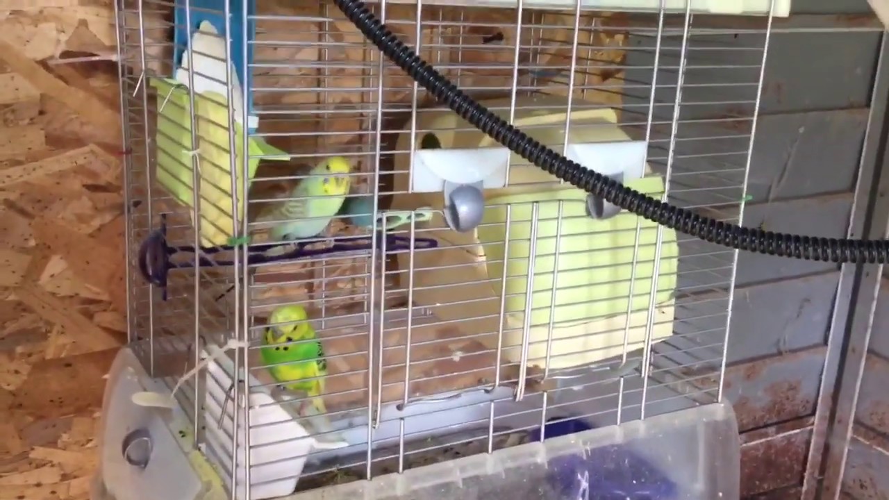 My Budgie/Parakeet Breeding Set Ups (Волнистых попугаев) - YouTube
