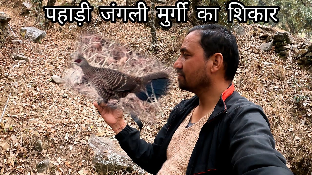 जंगली मुर्गा पकड़ने का आसान तरीका||Jungle Murga Pakadne Ka Tarika ...