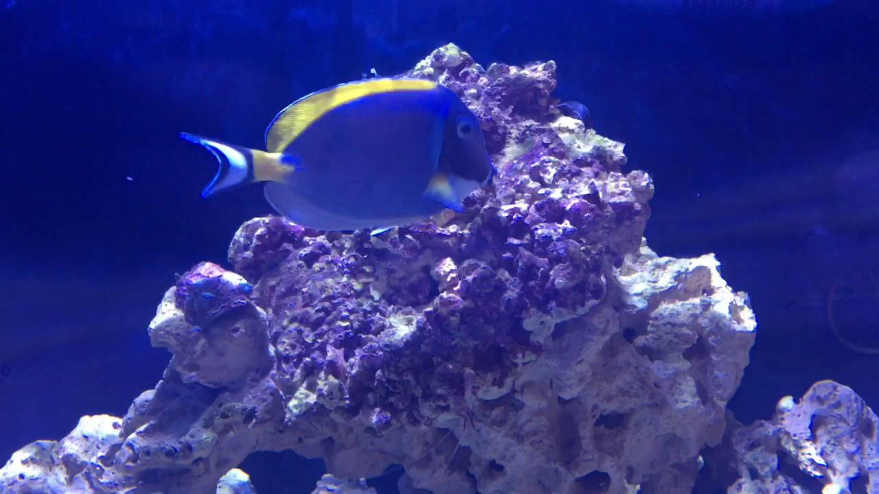 Red Sea Reefer 525XL Preview - YouTube