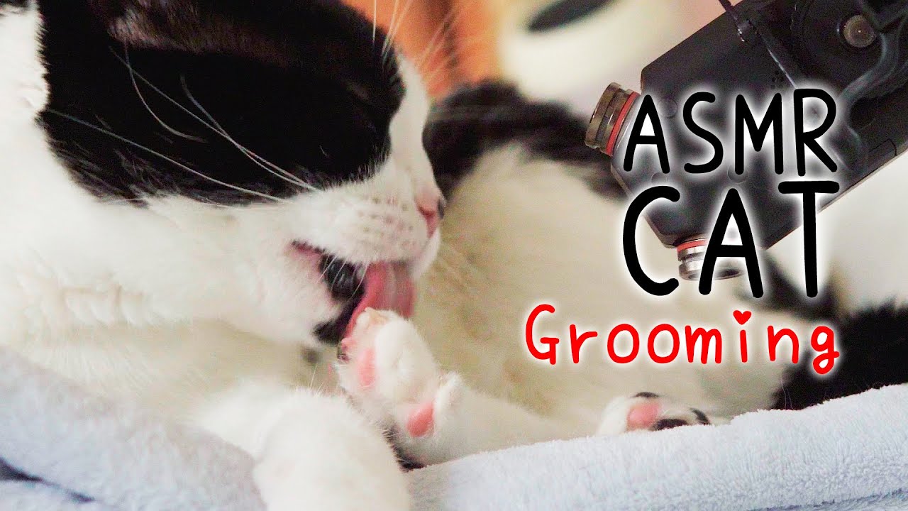 🎧 ASMR Cat Grooming 👅 #71 - YouTube